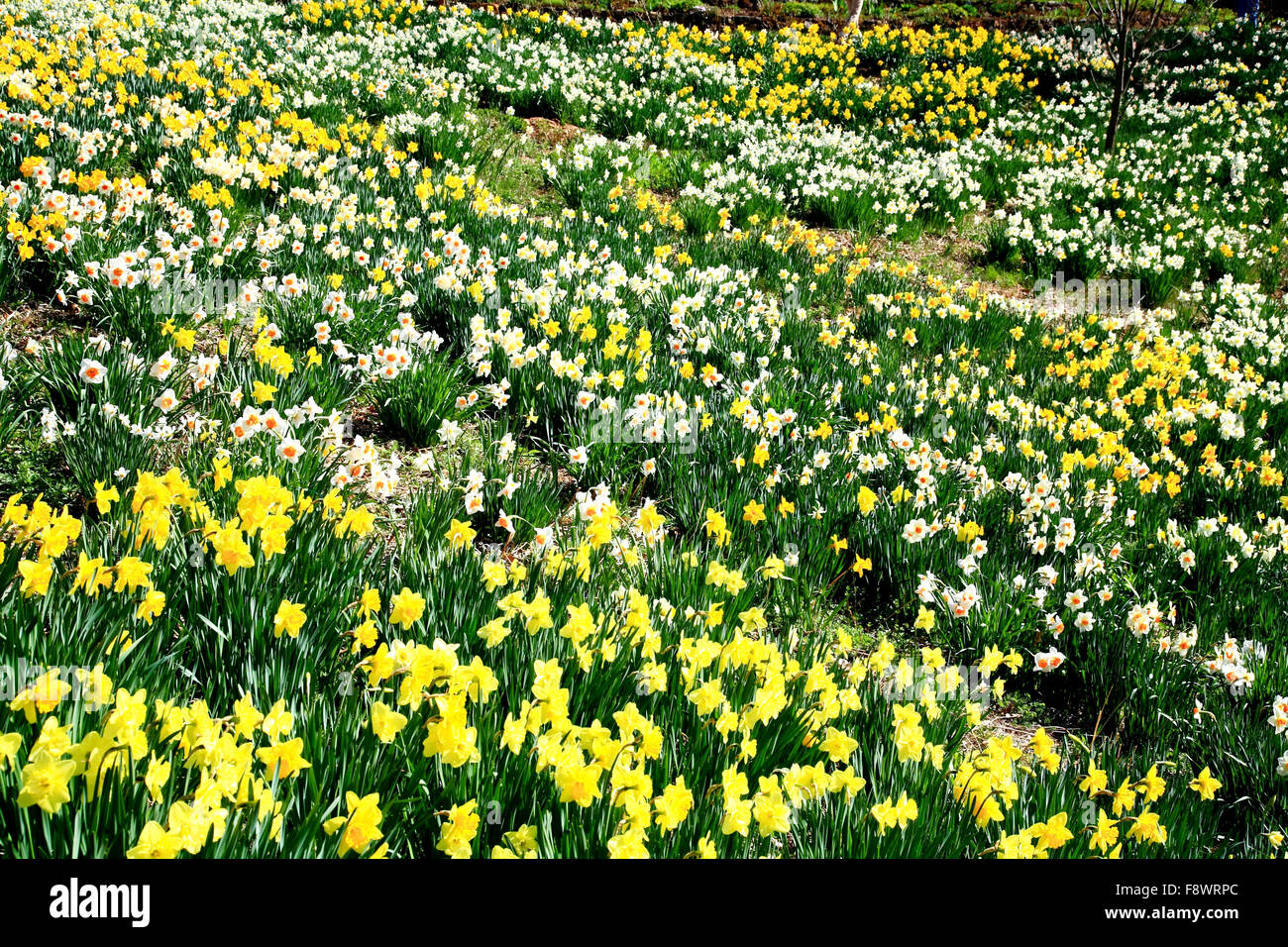The daffodil blooming in spring Stock Photo - Alamy