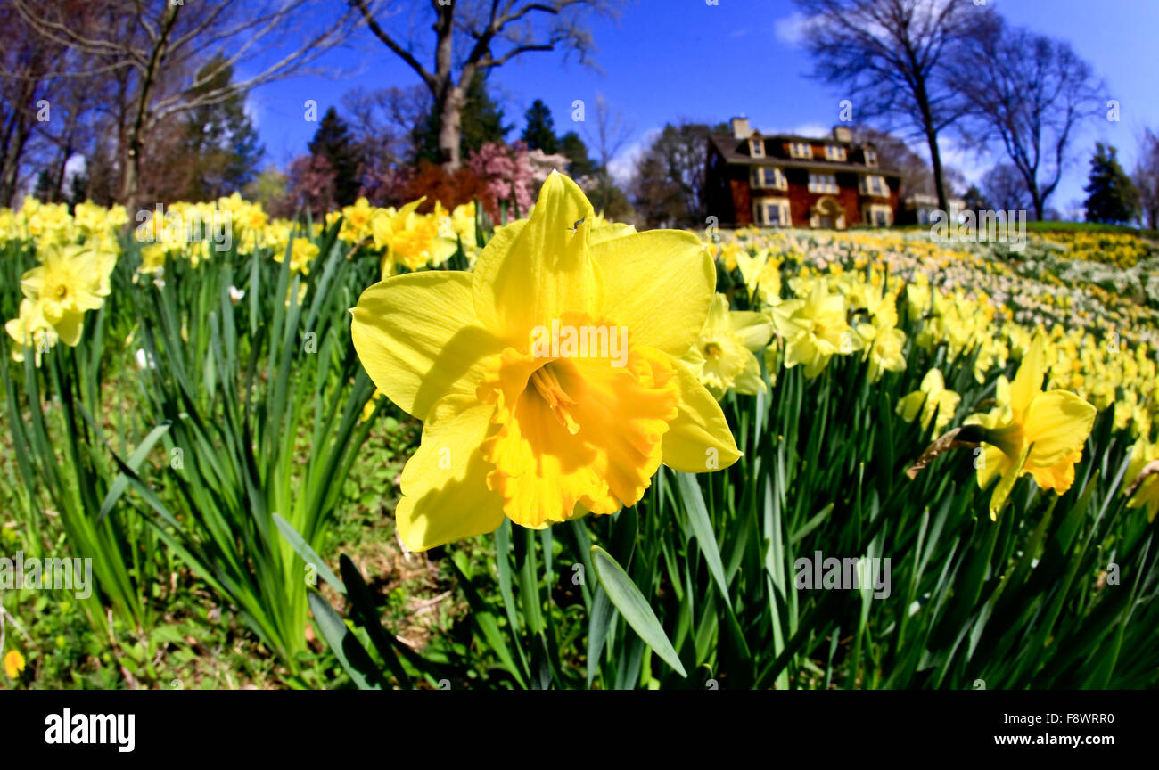 The daffodil blooming in spring Stock Photo - Alamy
