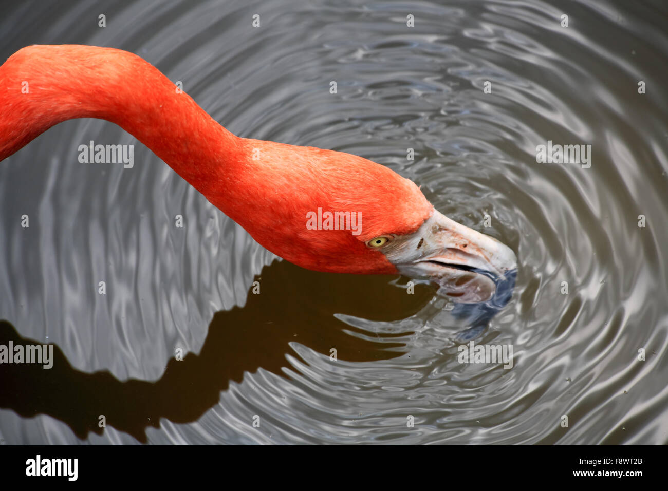 red flamingo in a park in Florida Stock Photo - Alamy