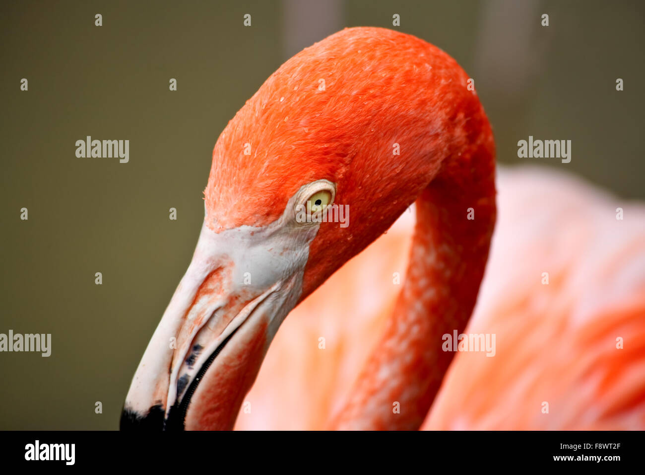 red flamingo in a park in Florida Stock Photo - Alamy