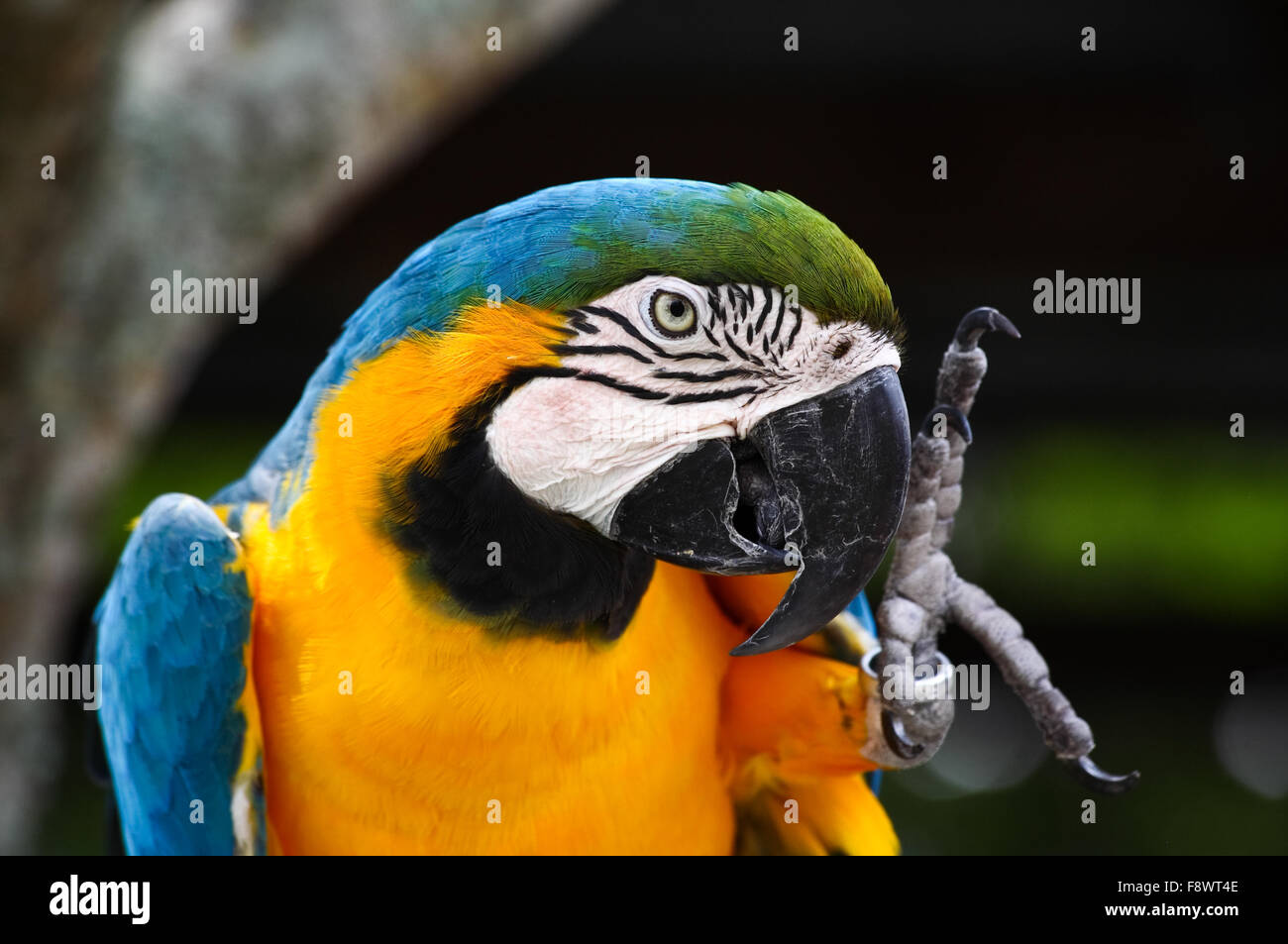 Quirky parrot hi-res stock photography and images - Alamy