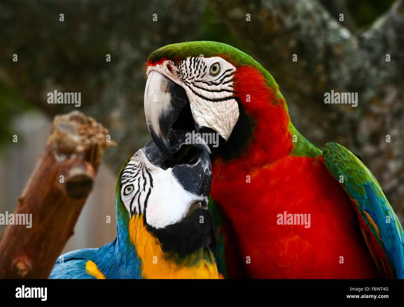 speaking parrot closeup Stock Photo - Alamy