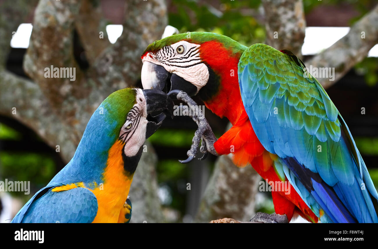 speaking parrot closeup Stock Photo - Alamy