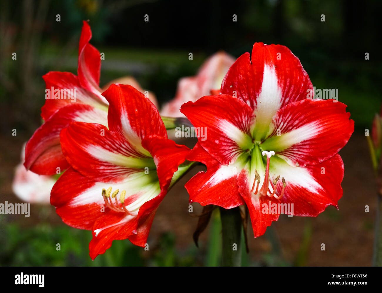 Flowers at a botanic garden Stock Photo - Alamy