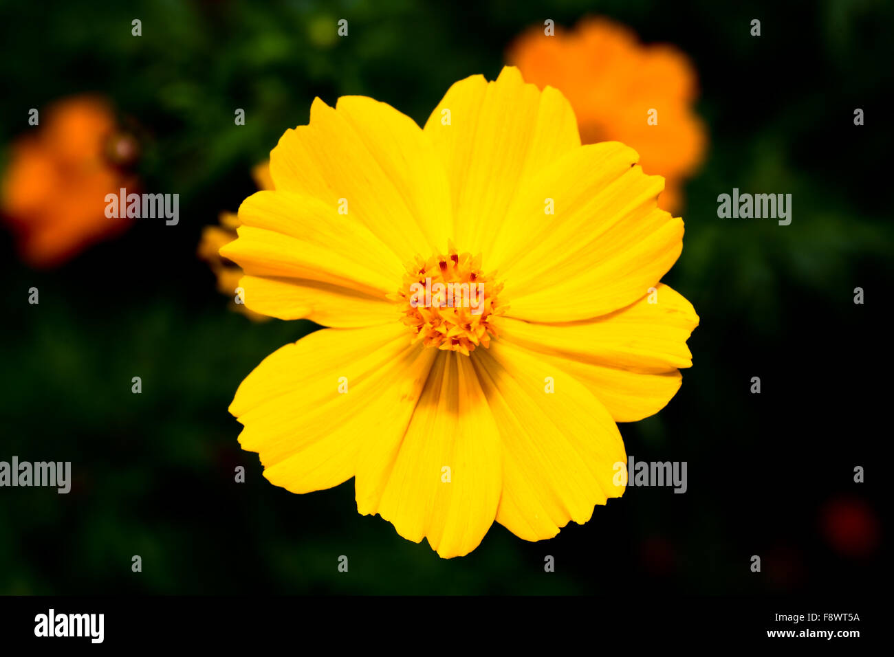 Flowers at a botanic garden Stock Photo - Alamy
