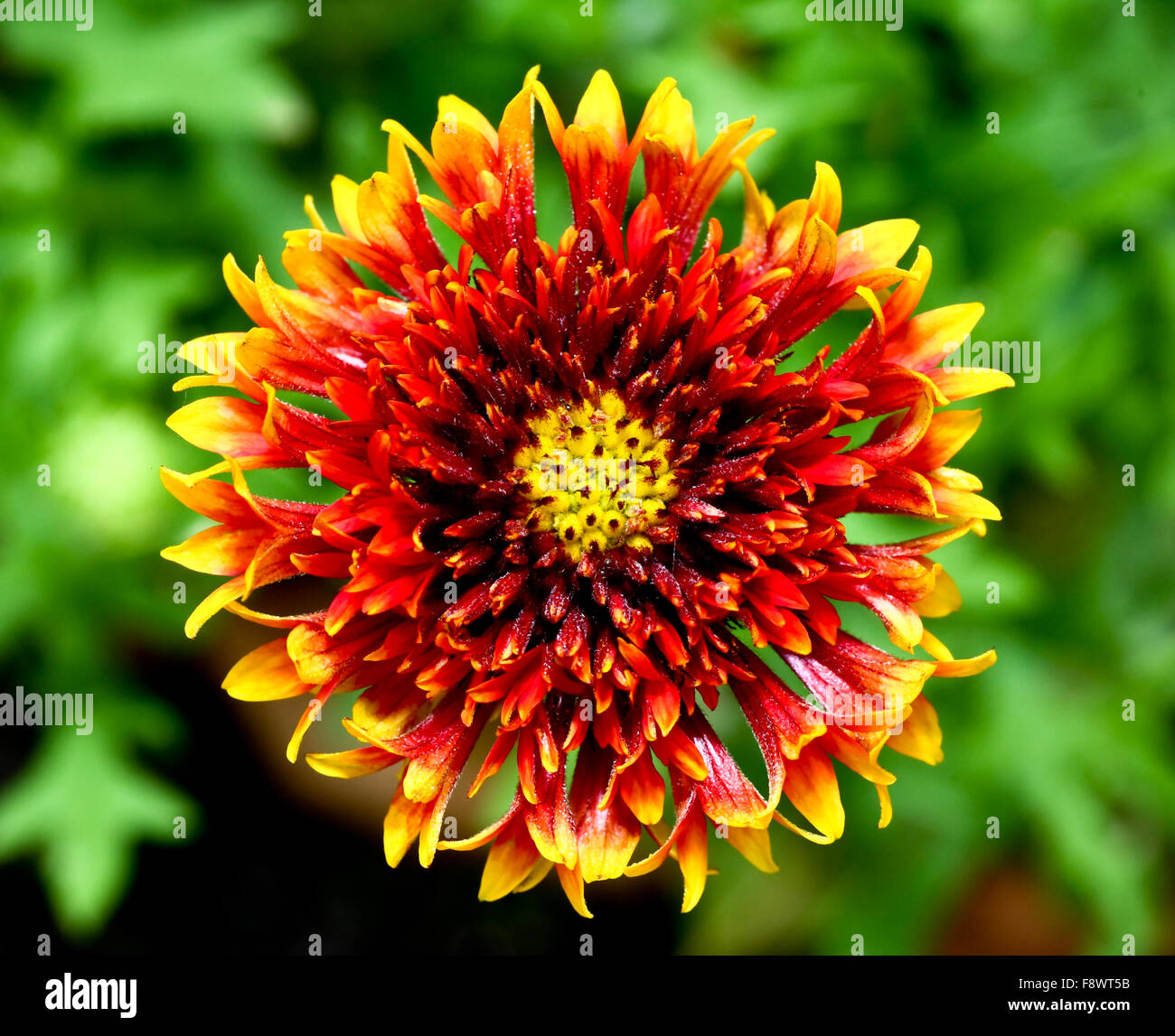 Flowers at a botanic garden Stock Photo - Alamy