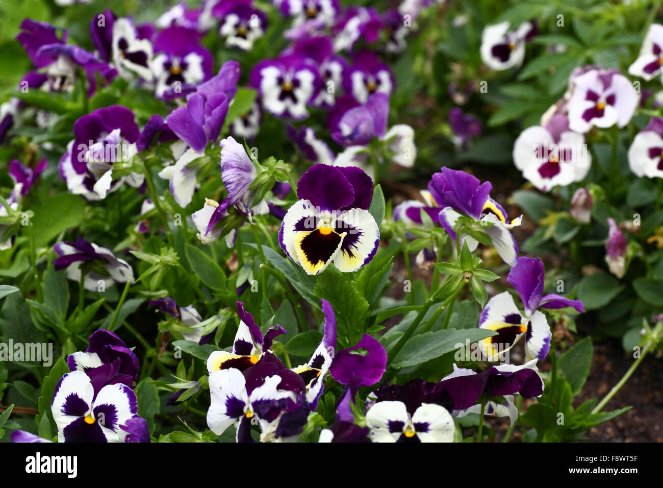 Flowers at a botanic garden Stock Photo - Alamy