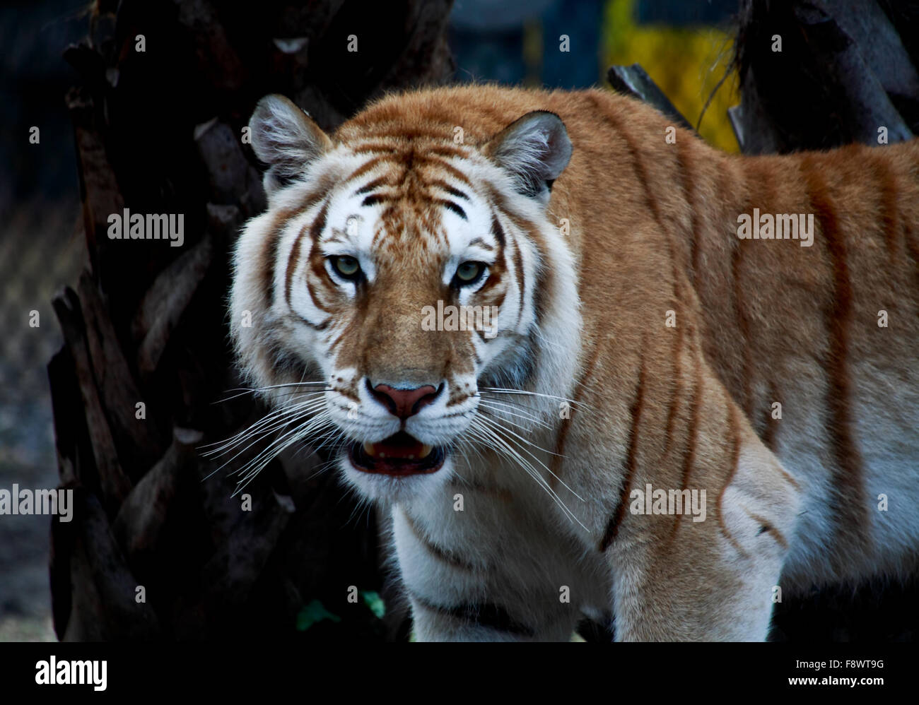brown tiger closeup Stock Photo - Alamy