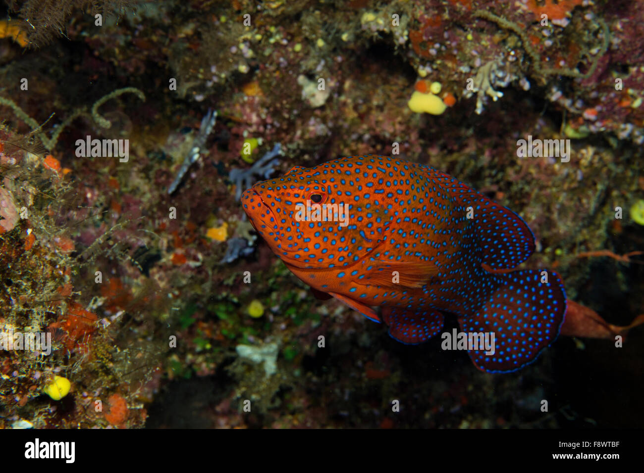 Spotted grouper fish hi-res stock photography and images - Alamy