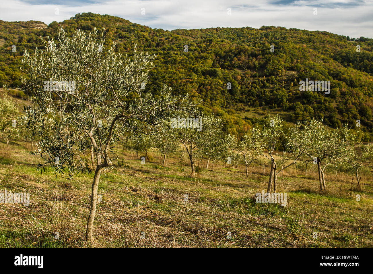 Olive tree landscape hi-res stock photography and images - Alamy