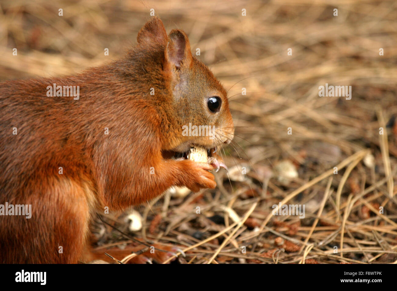 Red Squirrel UK Formby Nature Reserve Stock Photo - Alamy