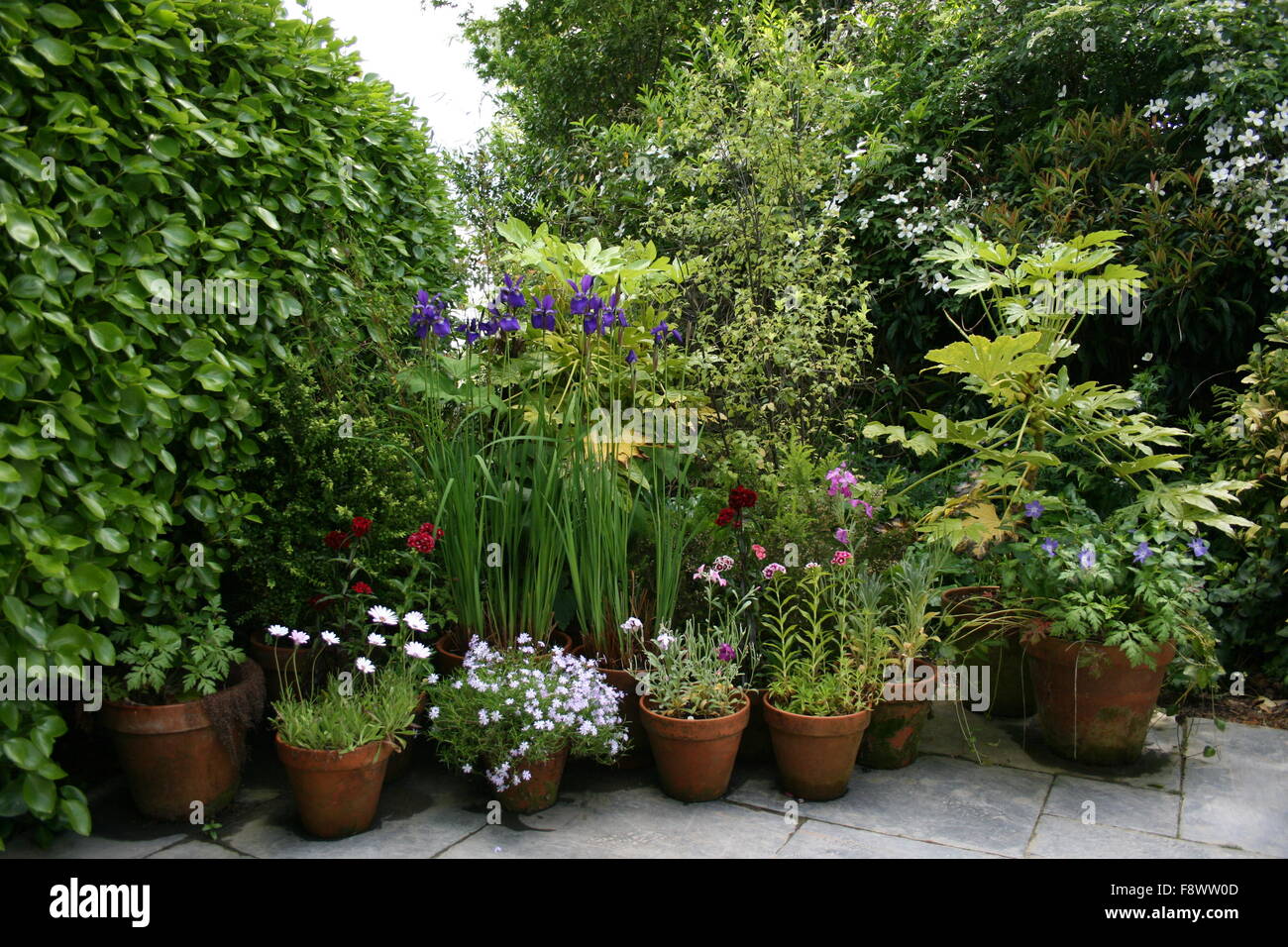 Pot plants, Heligan, Cornwall Stock Photo - Alamy