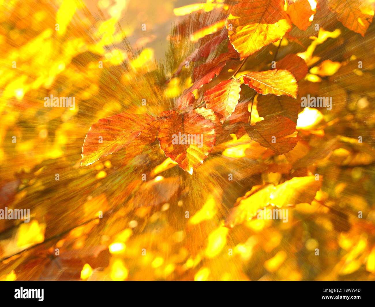 Zoomed in leaf hi-res stock photography and images - Alamy