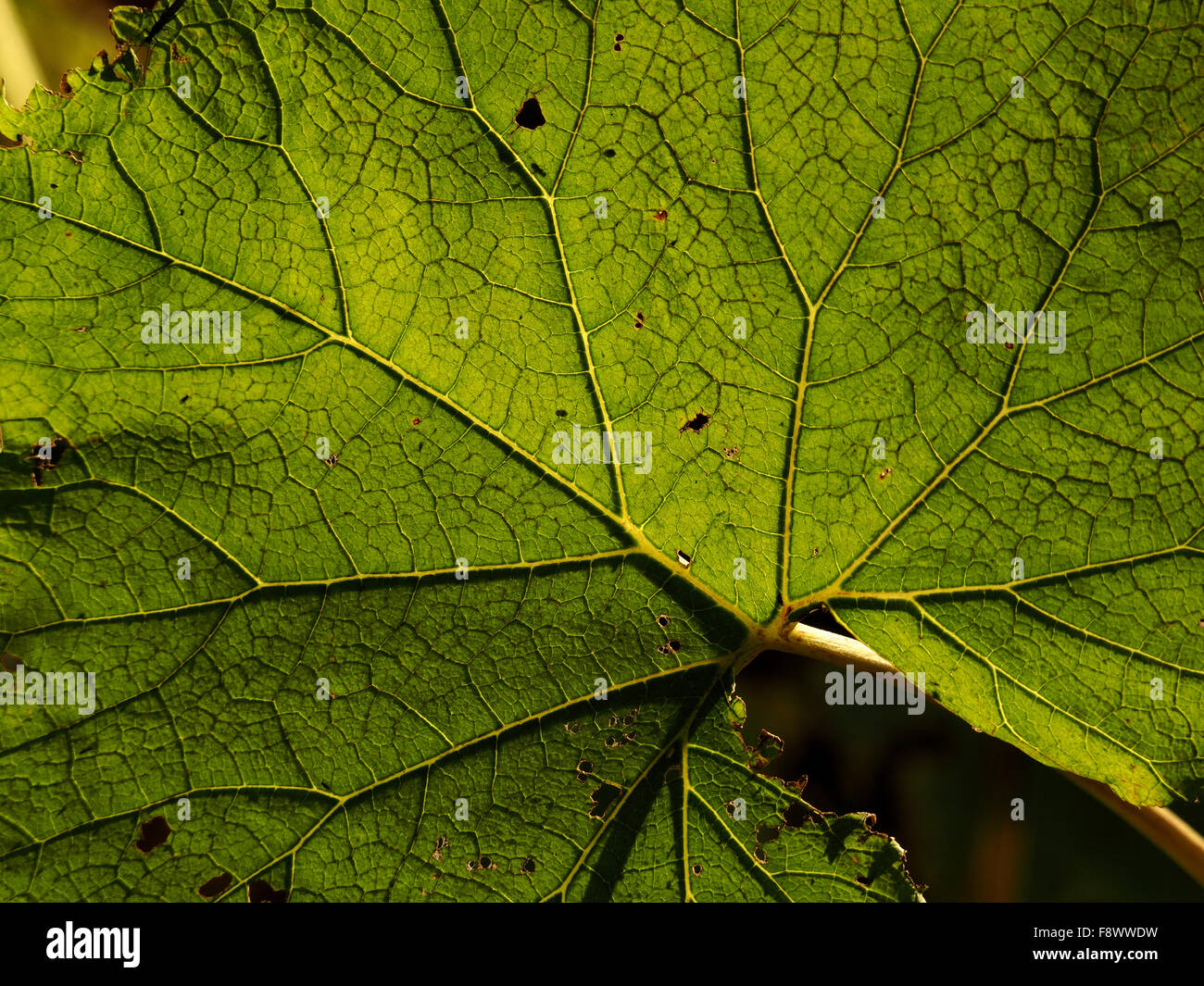 prominent vein pattern of a large green backlit leaf with insect holes ...