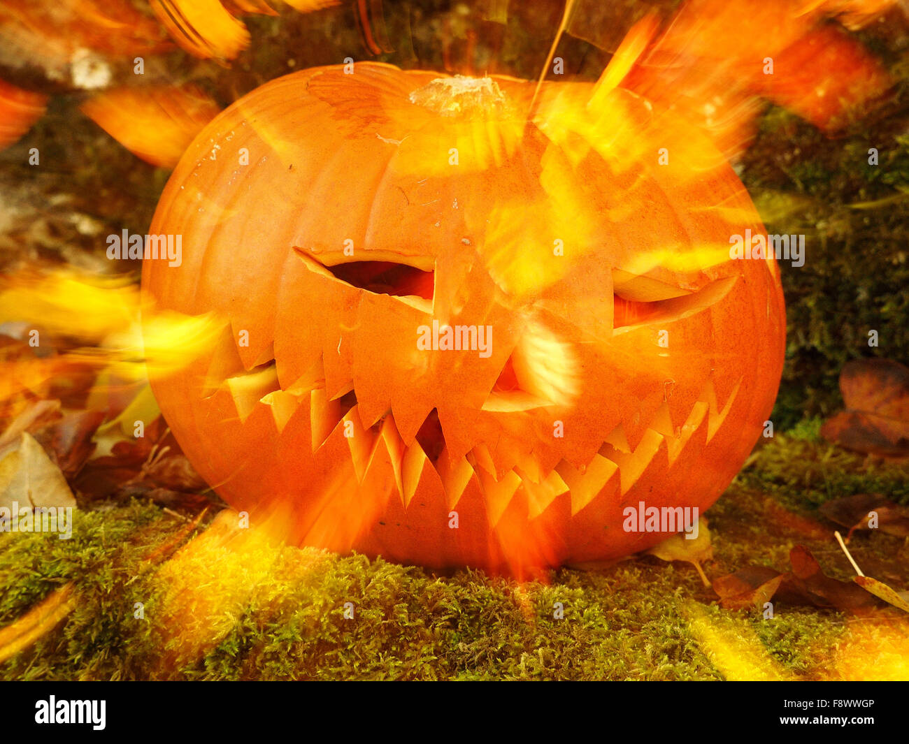 Halloween pumpkin with overlay of zoomed Autumn Fall leaves produces ...