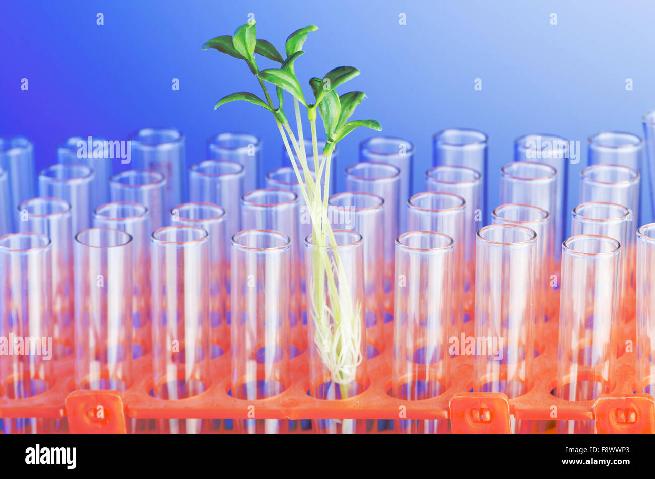 Experiment with green seedling in lab Stock Photo - Alamy