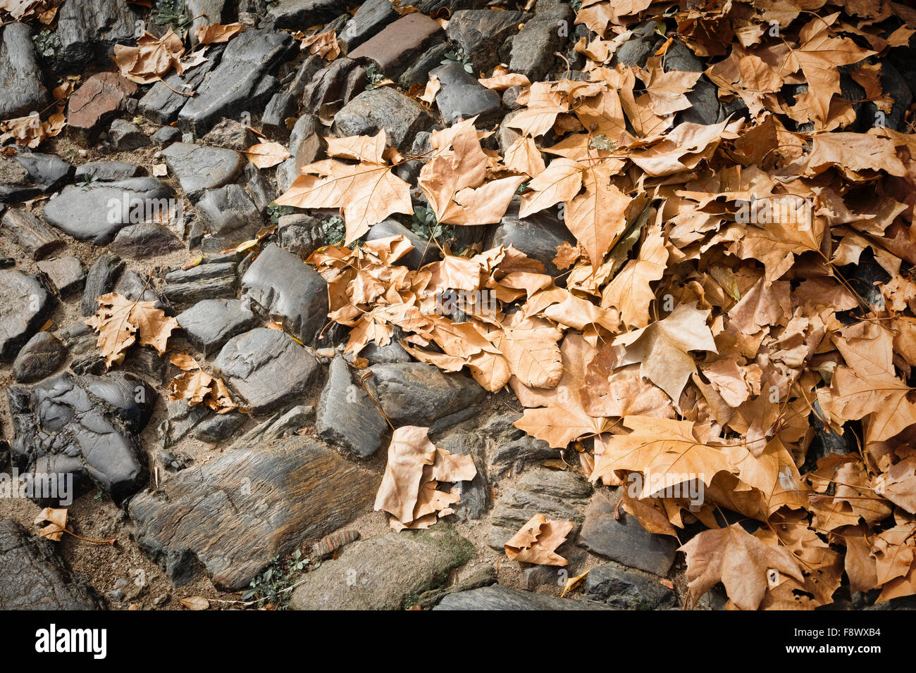 Fallen autumn leaves on a cobblestone pavement Stock Photo - Alamy