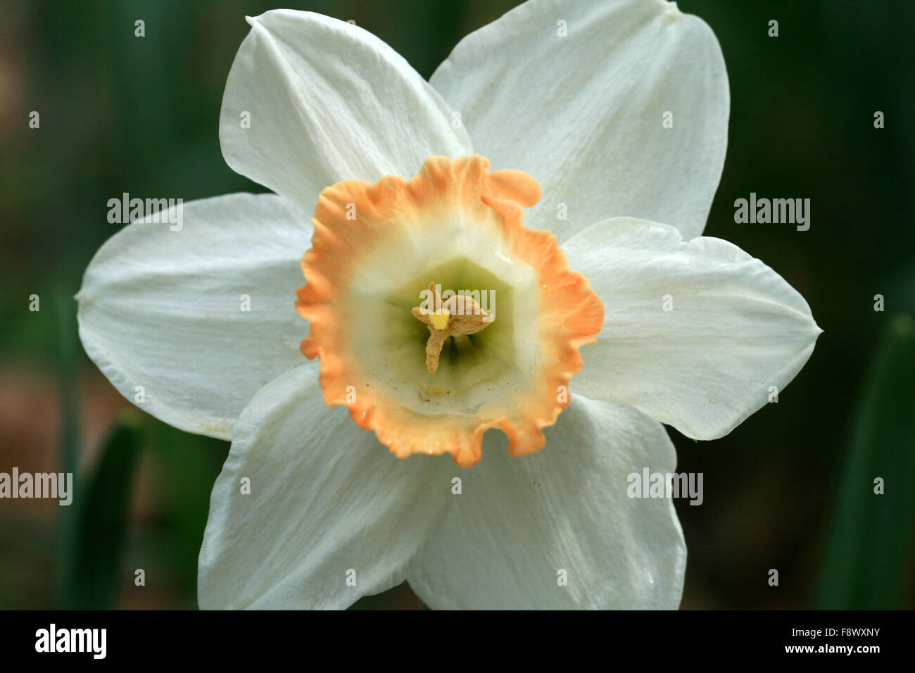 The daffodil blooming in spring Stock Photo - Alamy