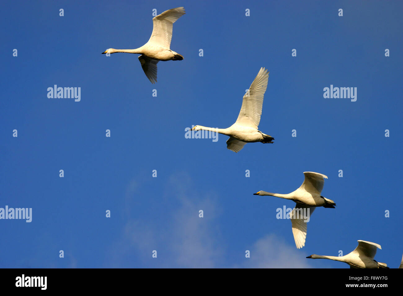Swans in flight illustration hi-res stock photography and images - Alamy