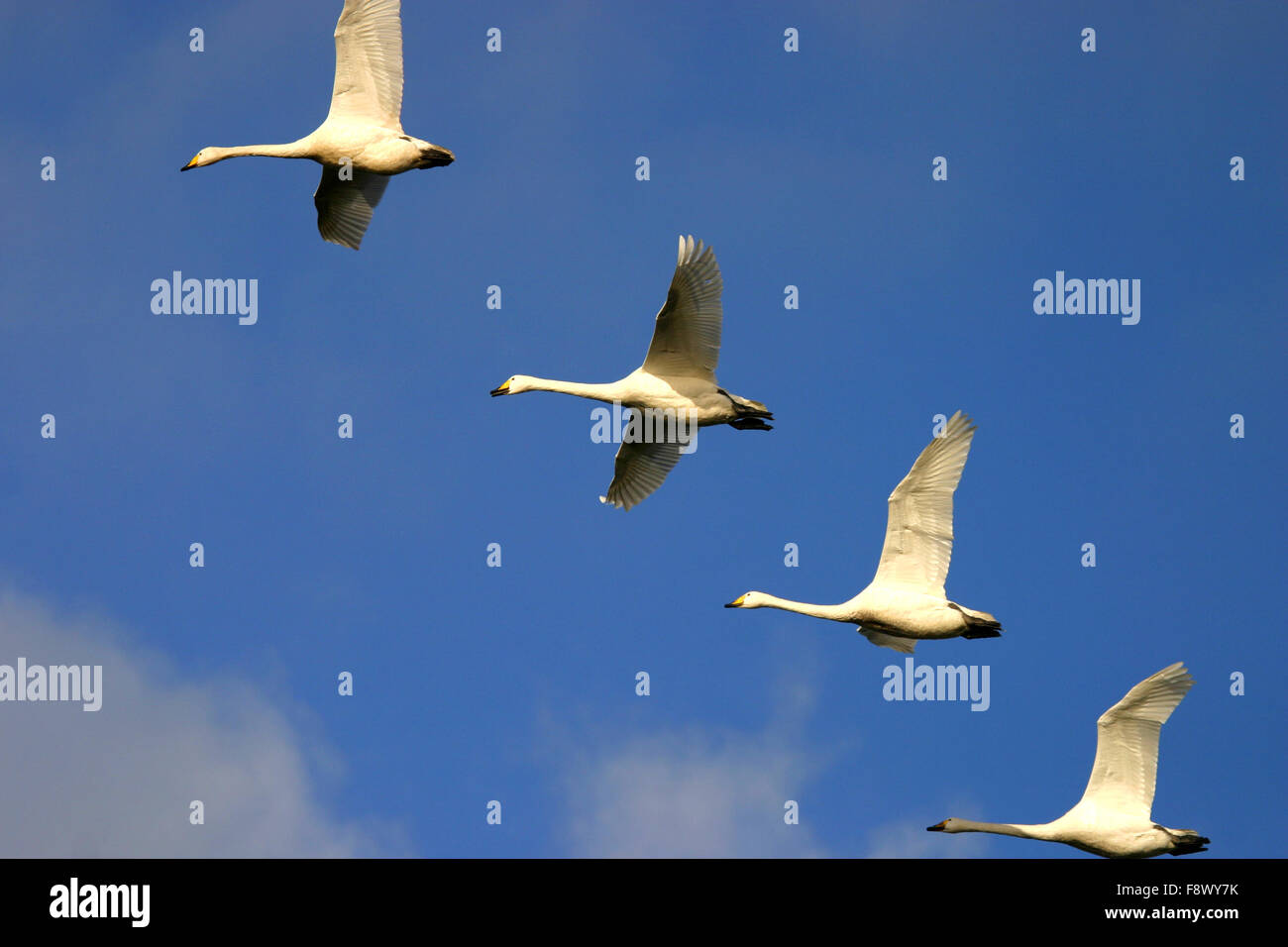 Swans in flight UK Stock Photo - Alamy