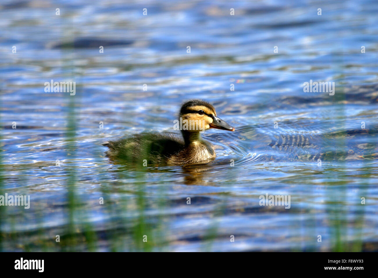 Baby bird in water hi-res stock photography and images - Alamy