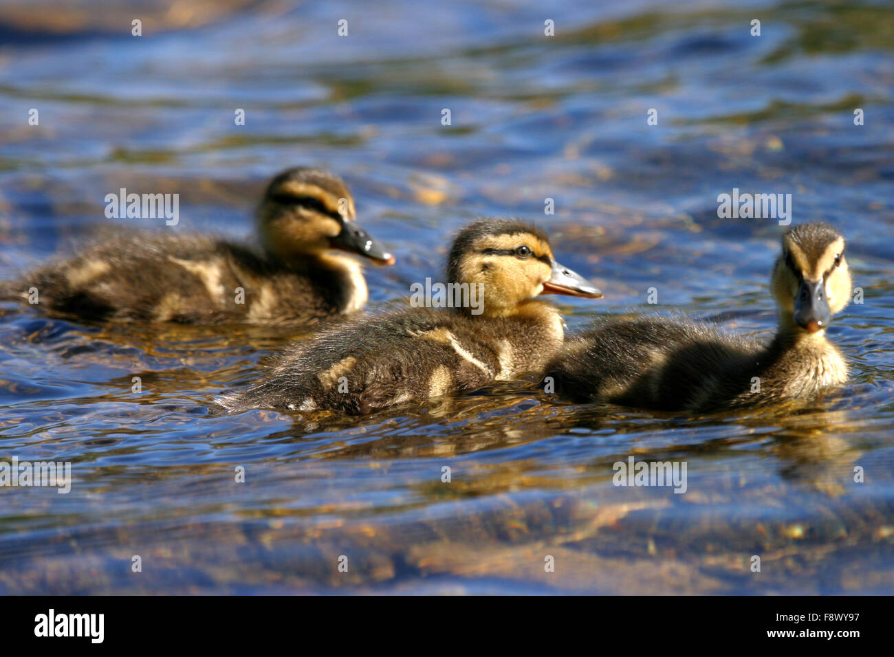 Little duck on the water hi-res stock photography and images - Alamy