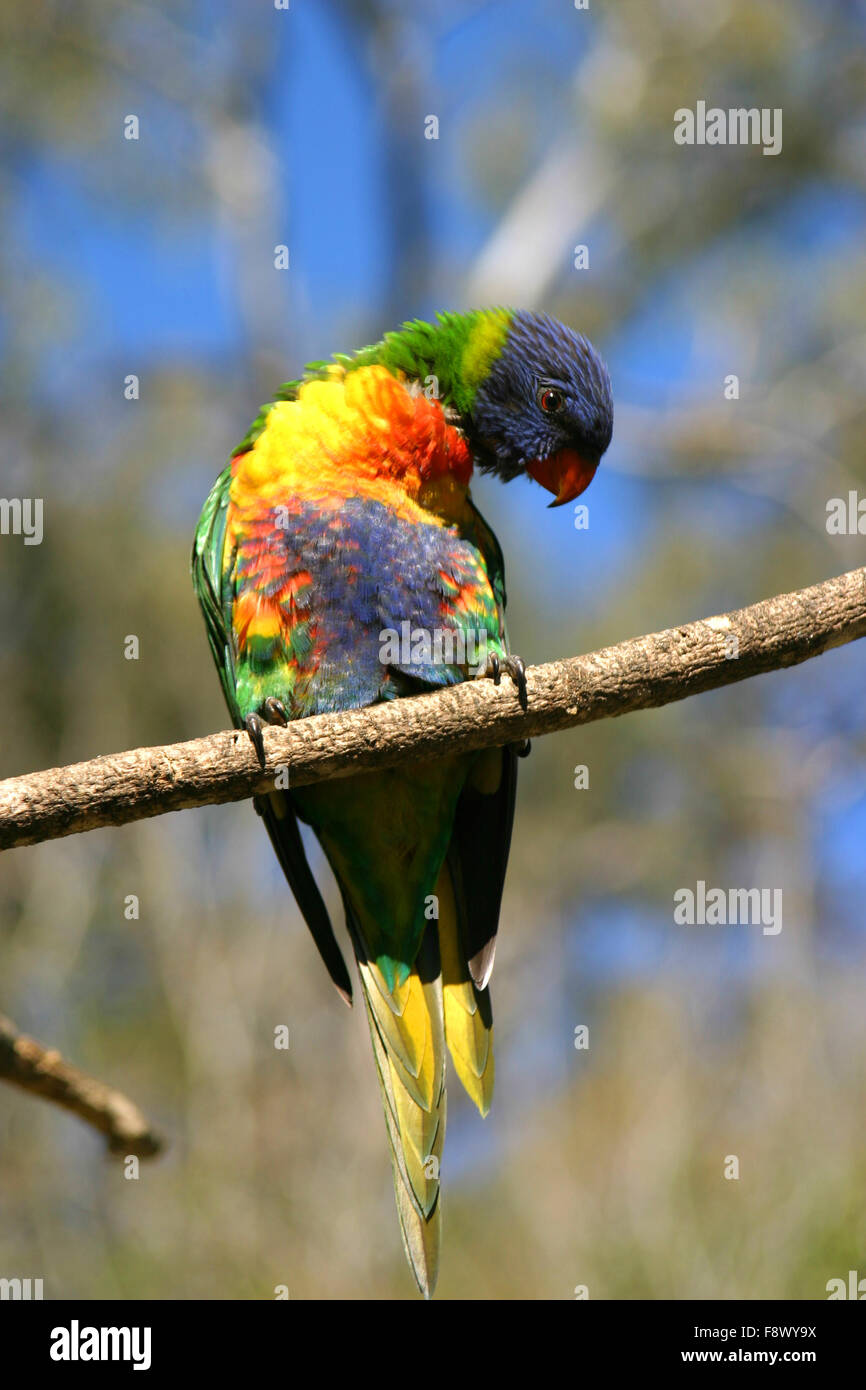 Paradise parrot australia hi-res stock photography and images - Alamy