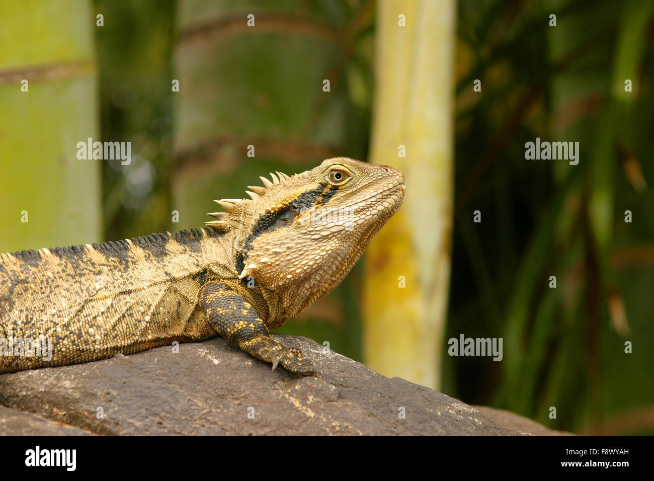 Cuban ground iguana hi-res stock photography and images - Alamy