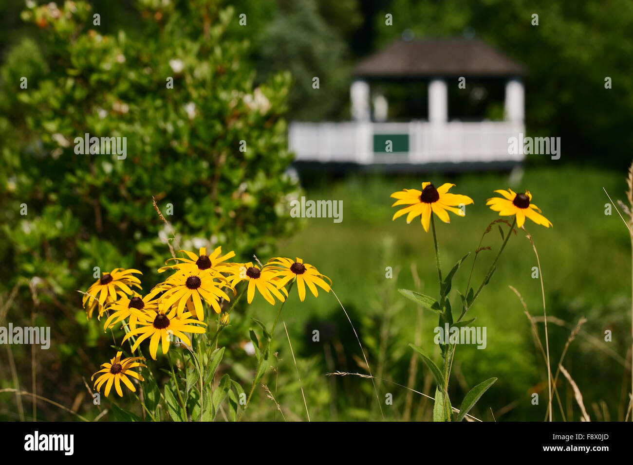 The flowers blooming at a arboretum Stock Photo - Alamy