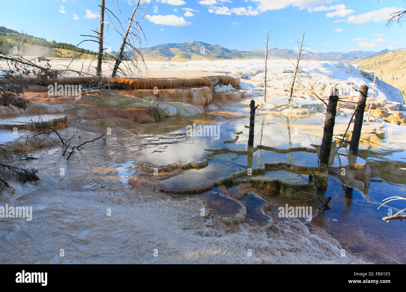 The Mammoth Hot Spring area in Yellowstone Stock Photo - Alamy