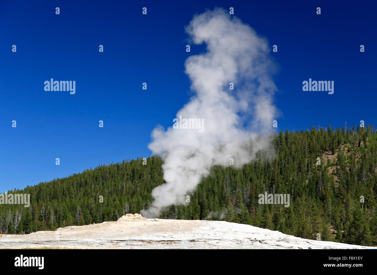 The Old Faithful Geyser in Yellowstone Stock Photo - Alamy
