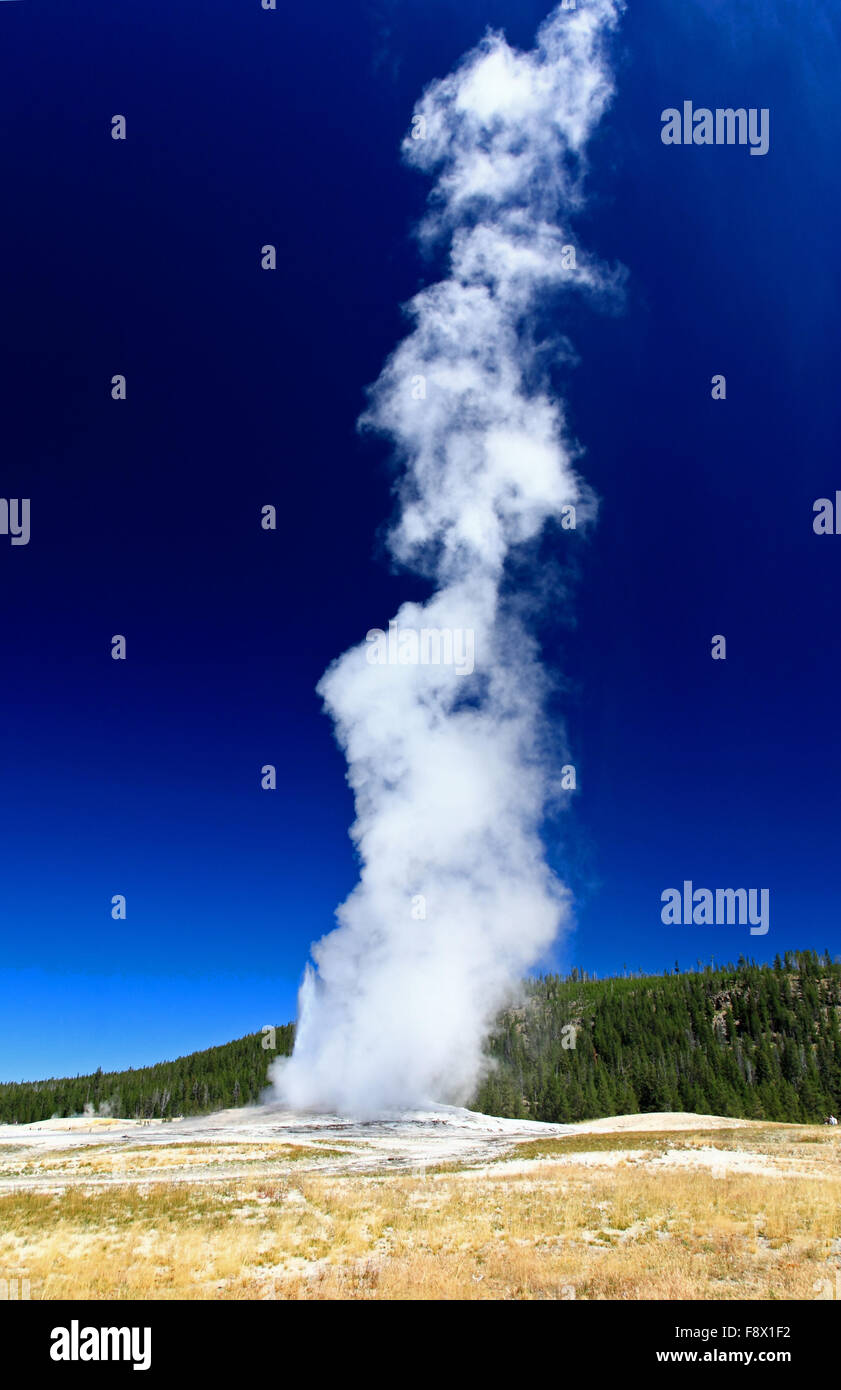The Old Faithful Geyser in Yellowstone Stock Photo - Alamy