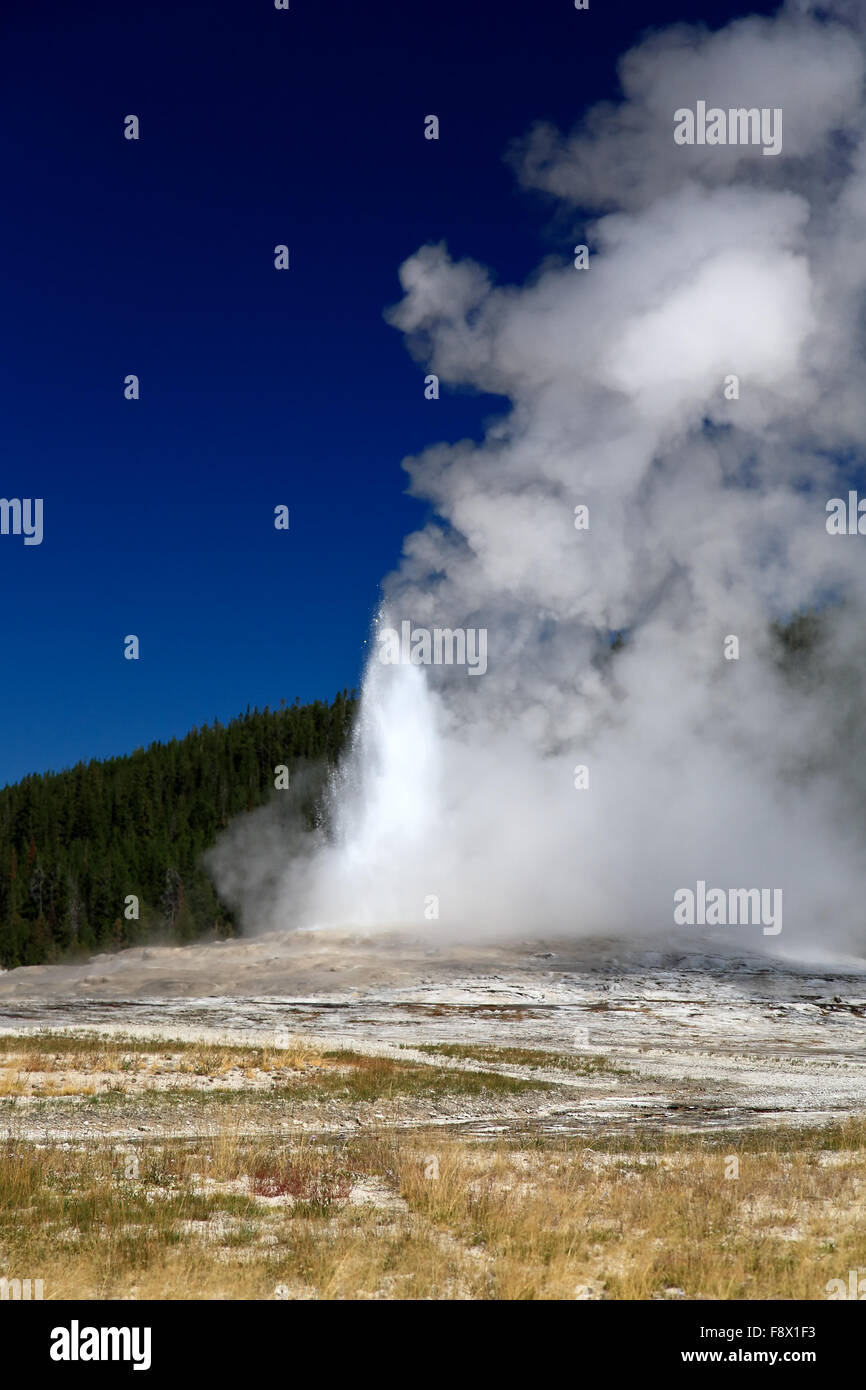The Old Faithful Geyser in Yellowstone Stock Photo - Alamy