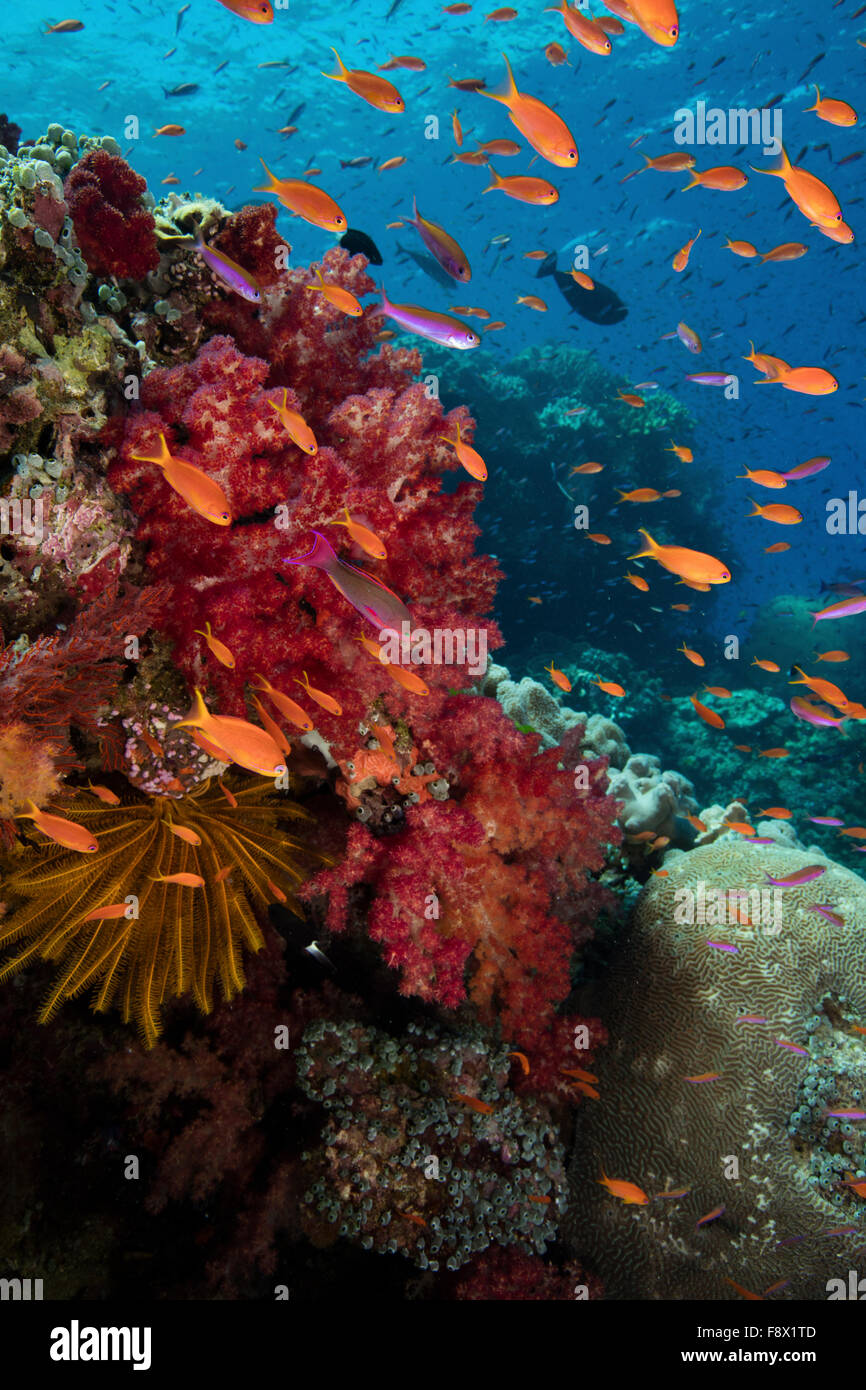 Biodiversity of a coral reef in Fiji Stock Photo - Alamy