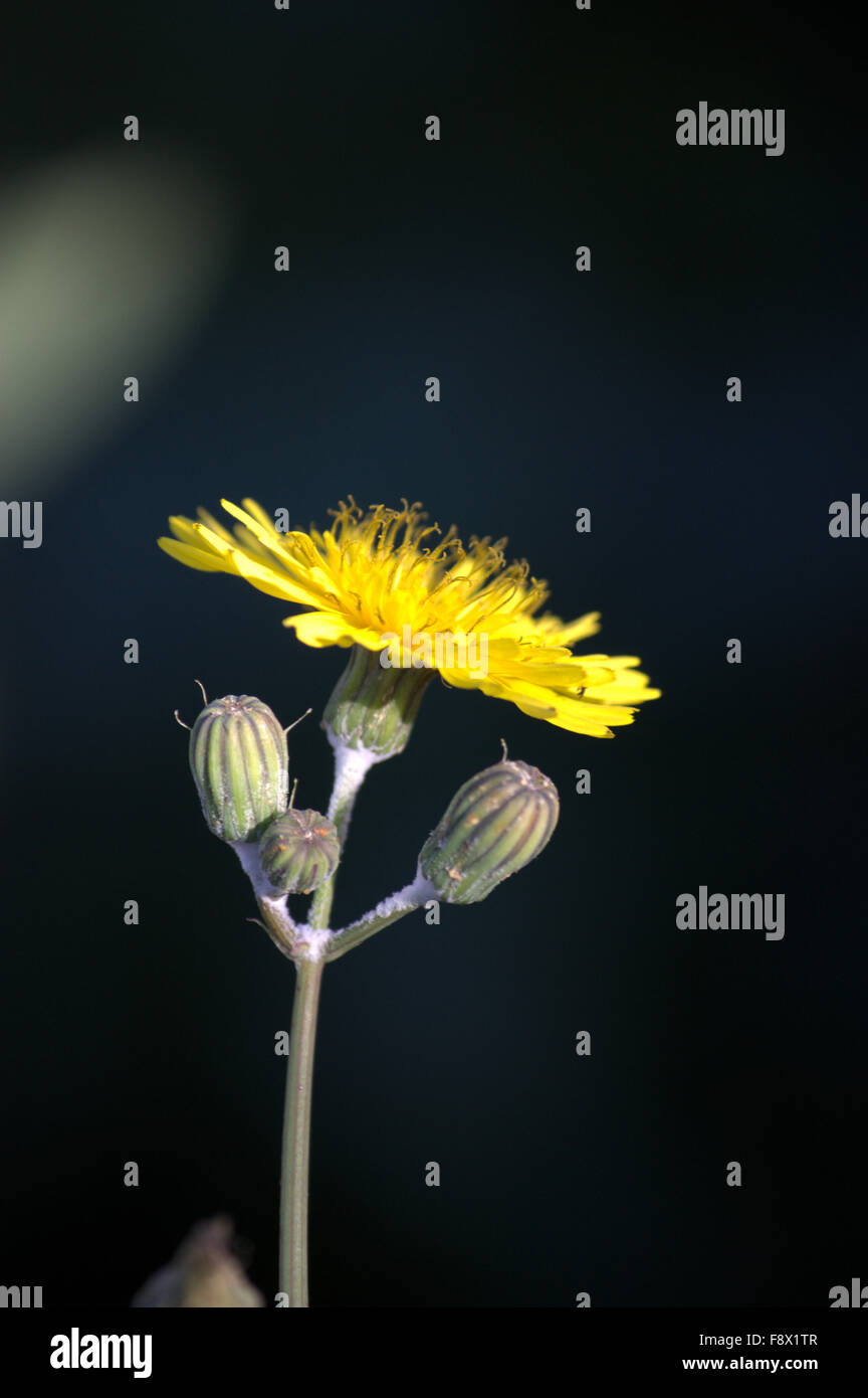 Close up beautiful dandelion flower before blooming with black ...