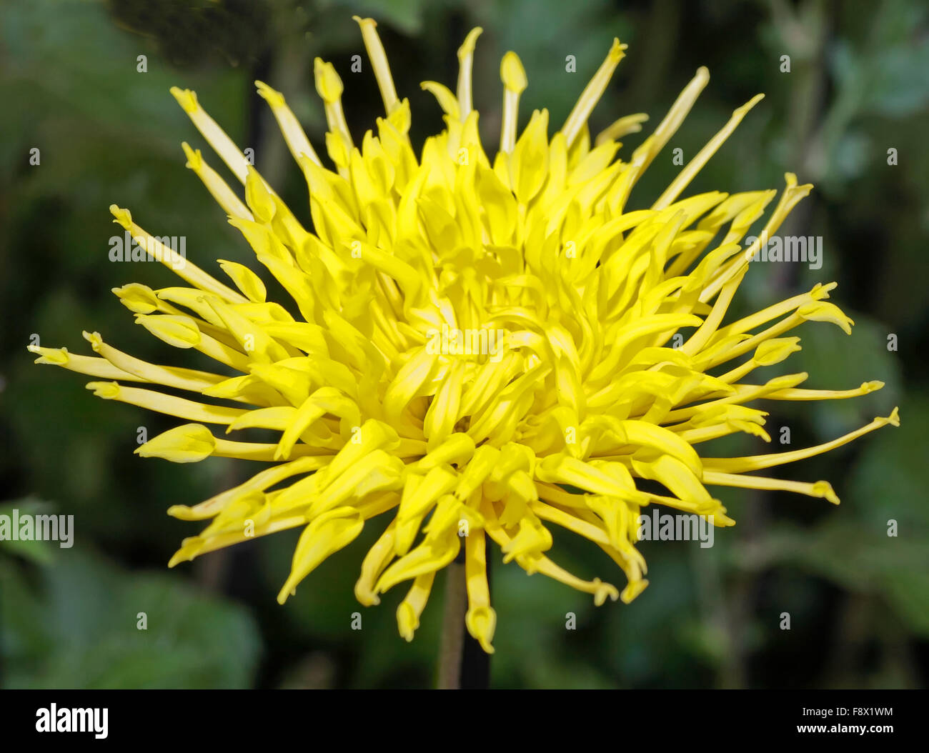 A Japanese Kiku flower show Stock Photo - Alamy