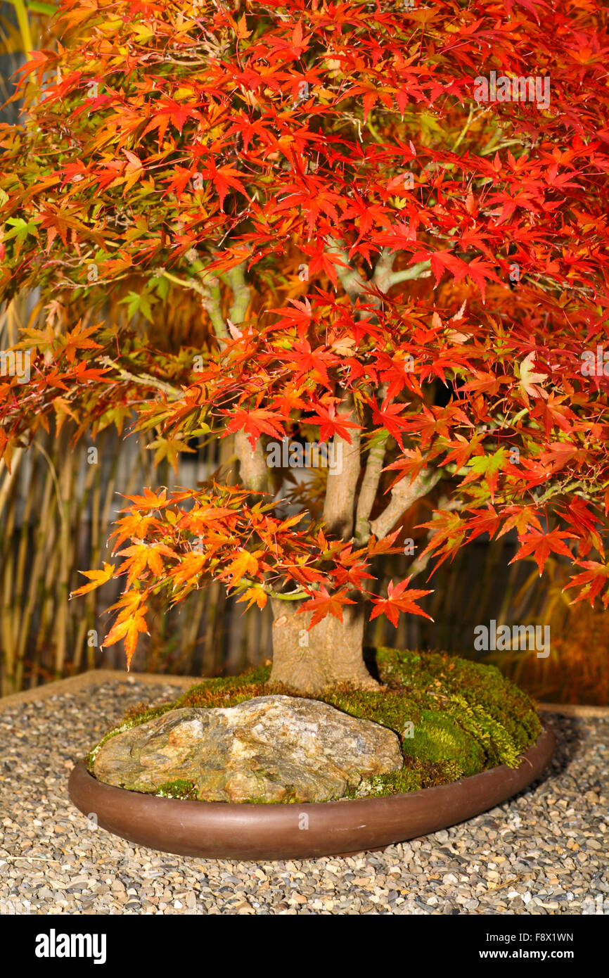 A Japanese Kiku flower show Stock Photo - Alamy