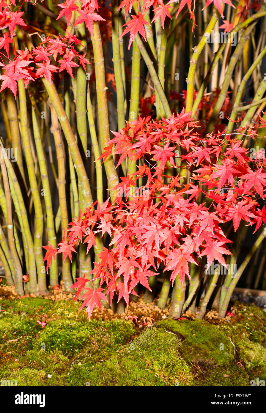 A Japanese Kiku flower show Stock Photo - Alamy