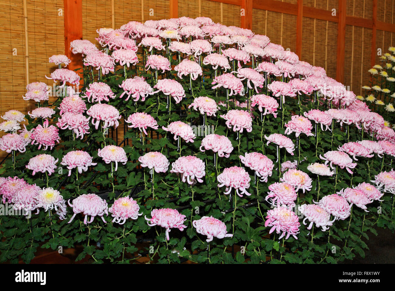 A Japanese Kiku flower show Stock Photo - Alamy
