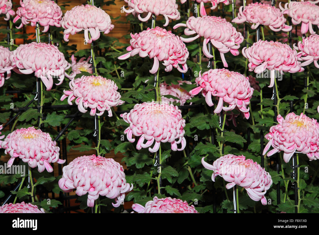 A Japanese Kiku flower show Stock Photo - Alamy