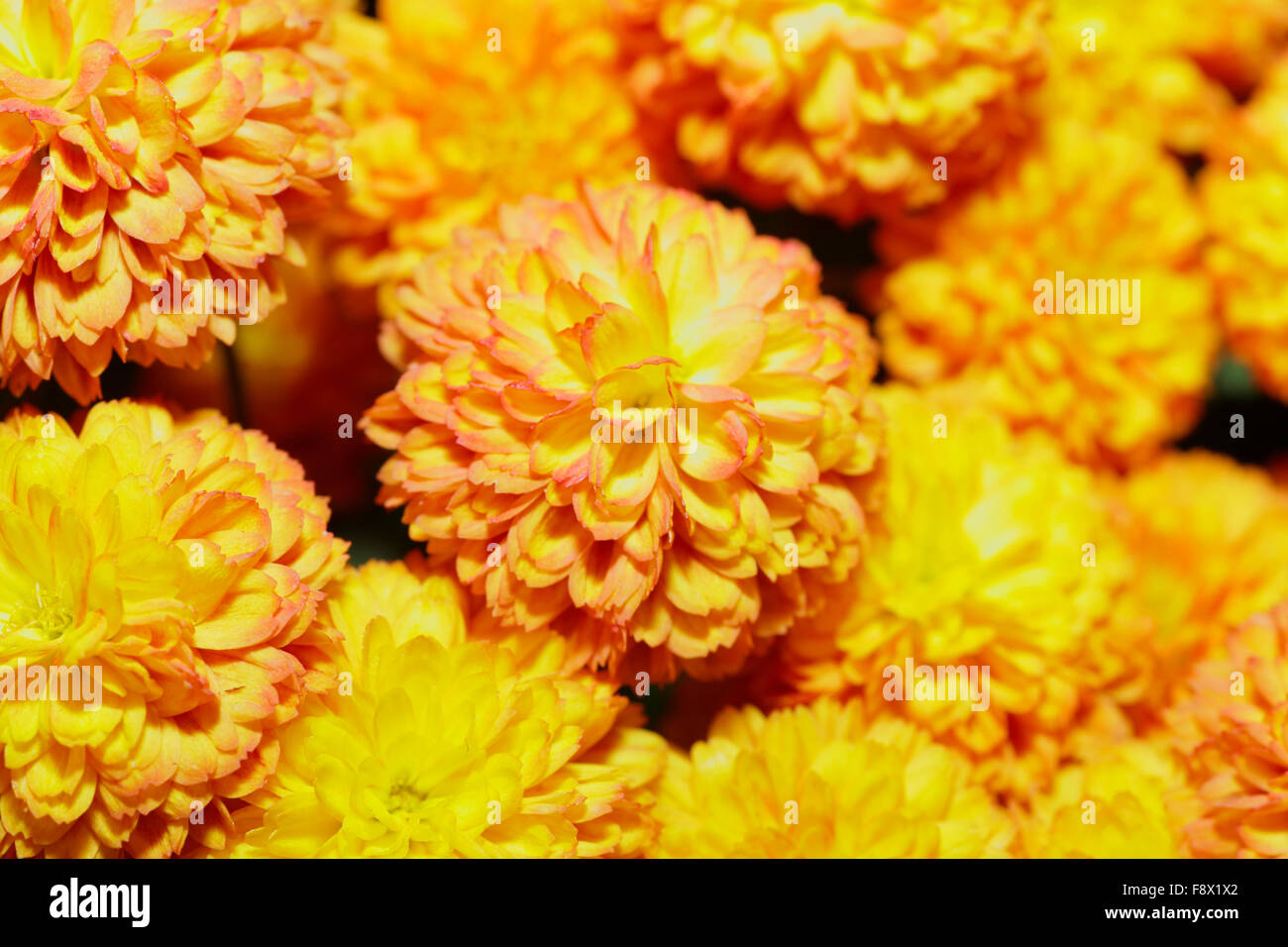 A Japanese Kiku flower show Stock Photo - Alamy