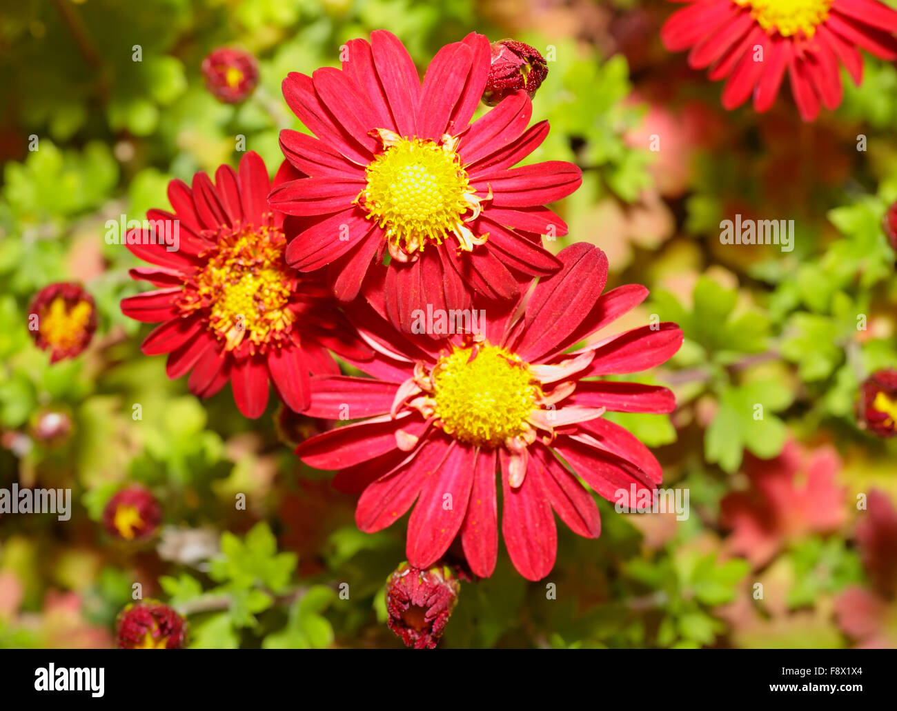 A Japanese Kiku flower show Stock Photo - Alamy