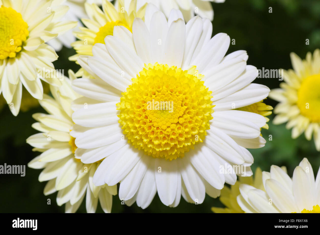 A Japanese Kiku flower show Stock Photo - Alamy