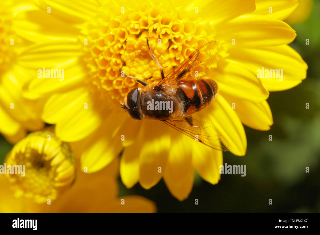 A Japanese Kiku flower show Stock Photo - Alamy