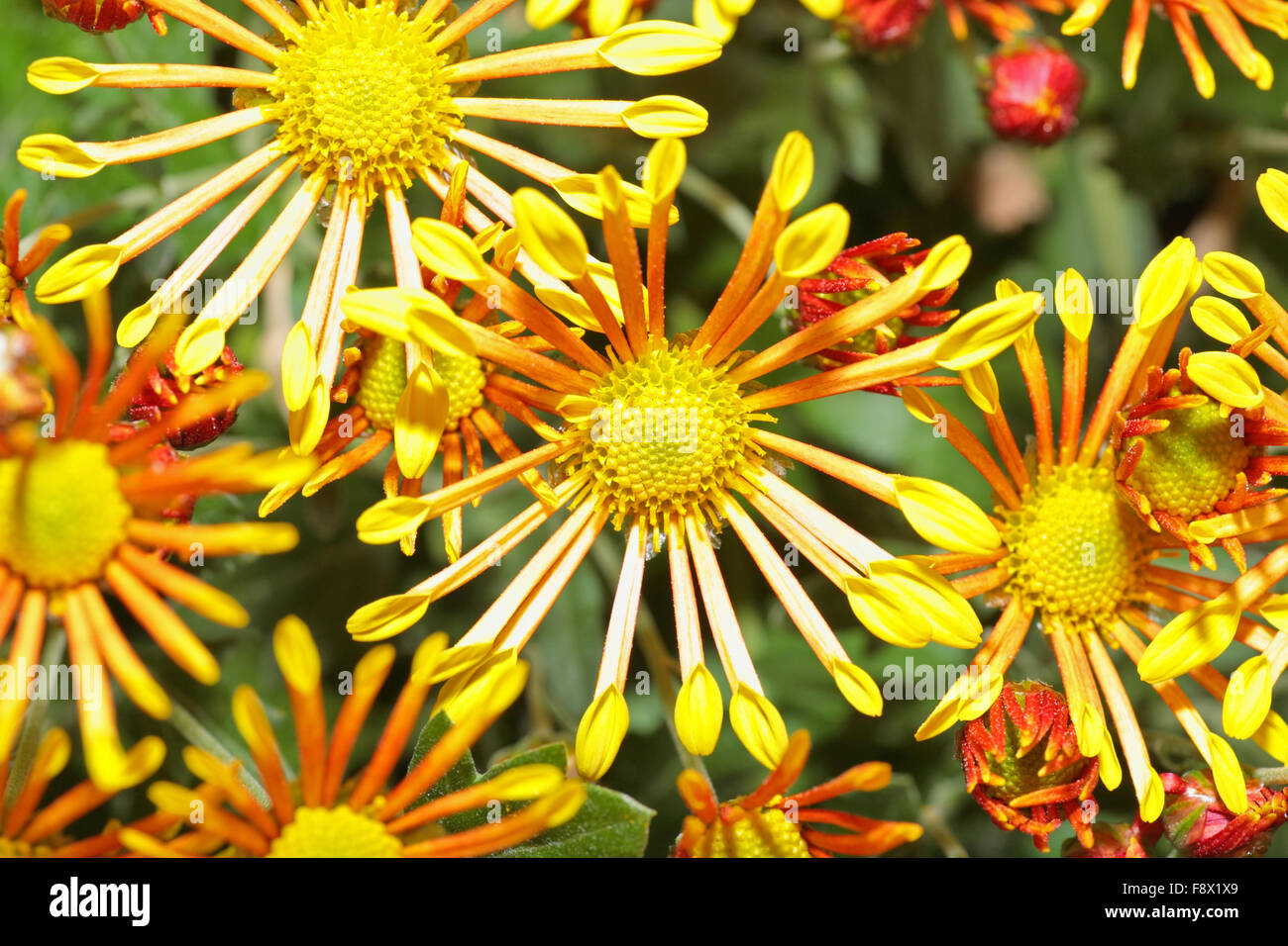 A Japanese Kiku flower show Stock Photo - Alamy