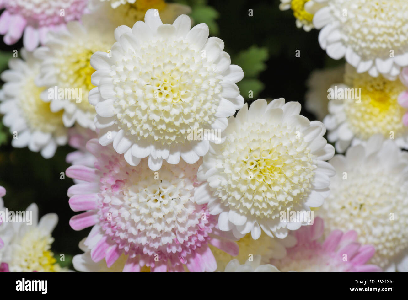 A Japanese Kiku flower show Stock Photo - Alamy
