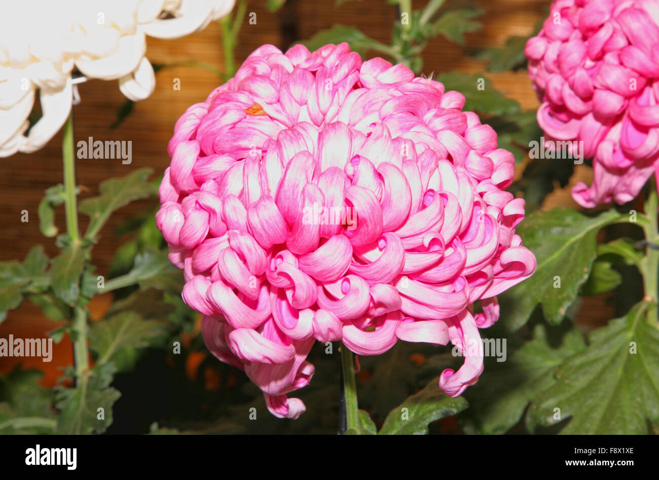 A Japanese Kiku flower show Stock Photo - Alamy