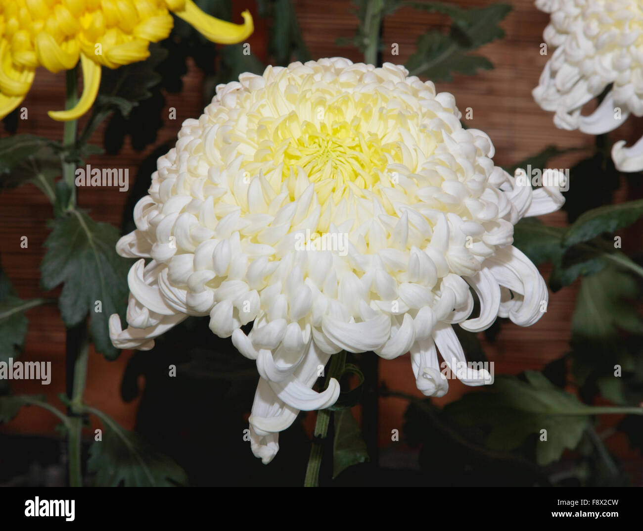 A Japanese Kiku flower show Stock Photo - Alamy