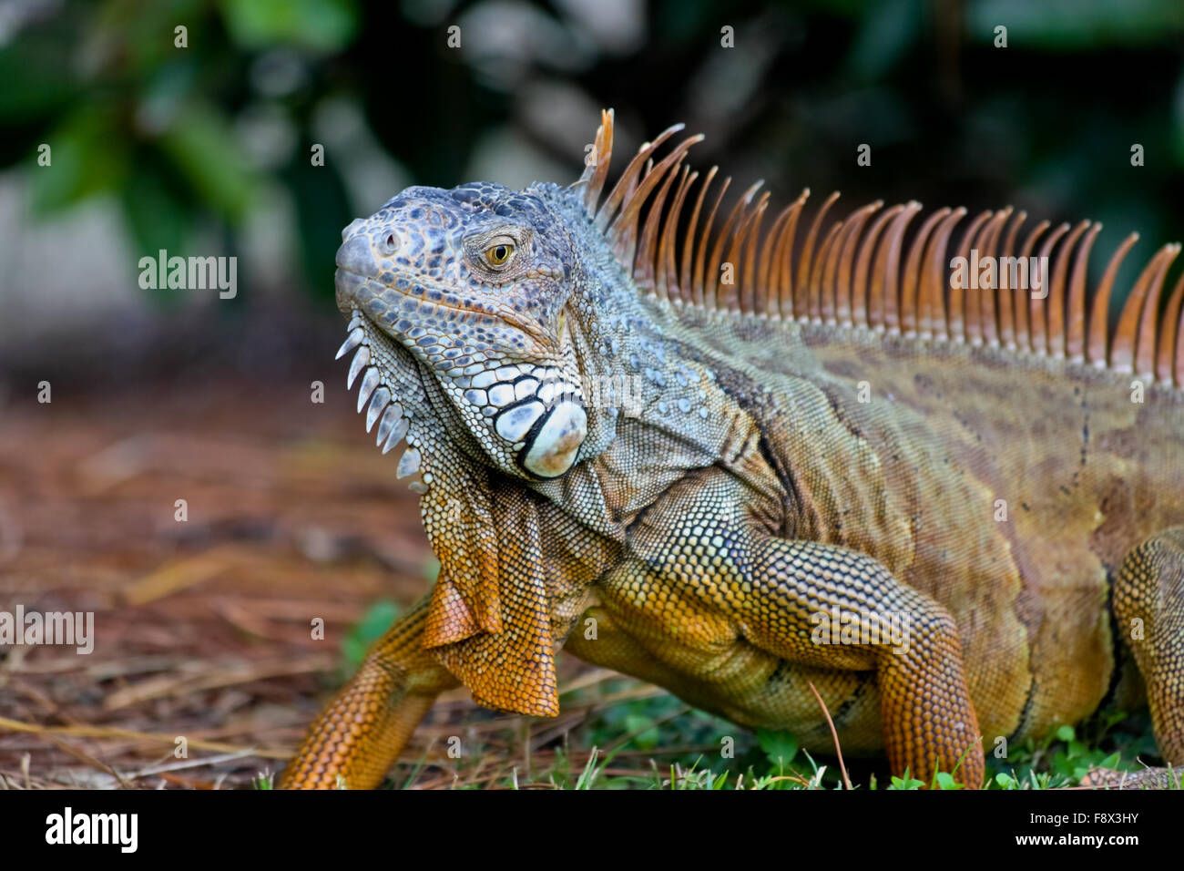 A wild iguana wandered around in a garden Stock Photo - Alamy