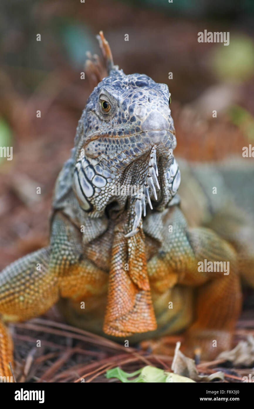 A wild iguana wandered around in a garden Stock Photo - Alamy